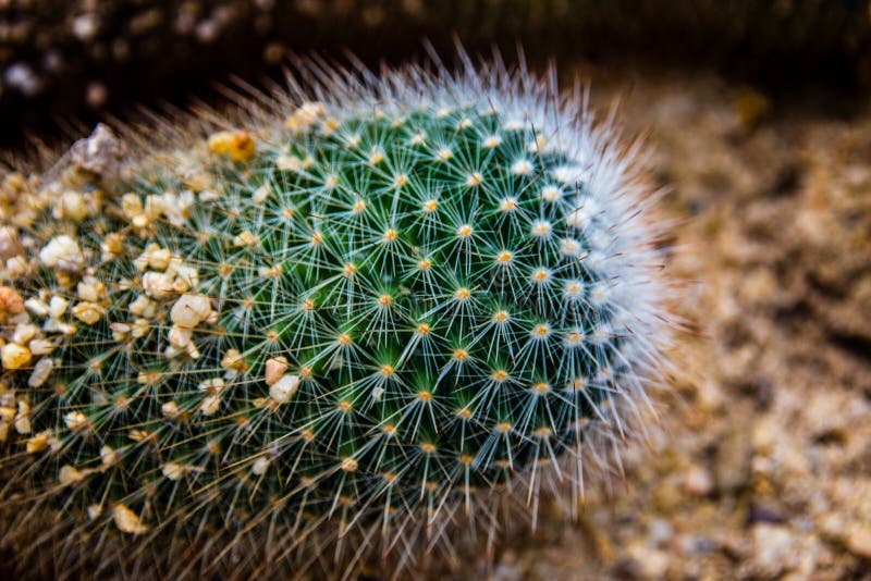 Cactus stock photo. Image of cactus, garden, agave, grow - 63254440
