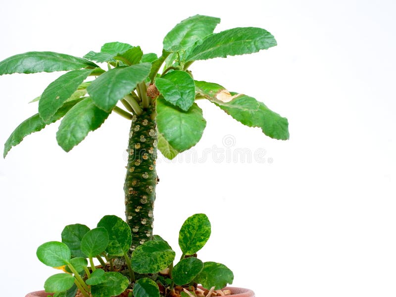 Cactus stock image. Image of sphere, tubular, forage - 55777065