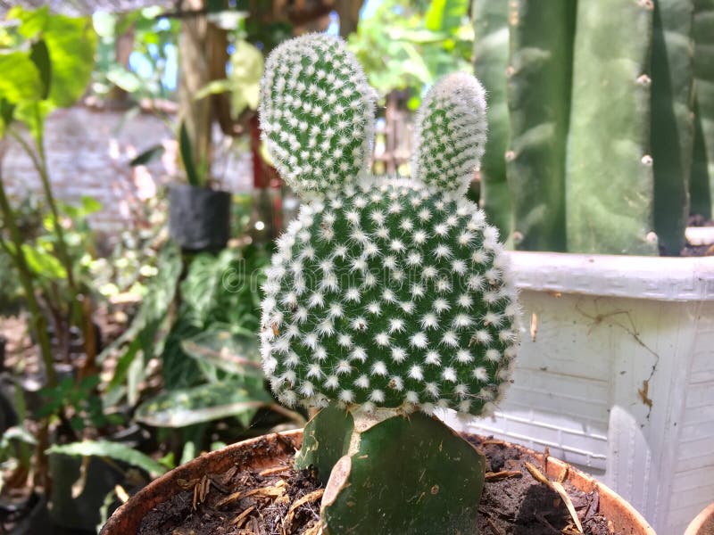 Cactus ornamental plants stock image. Image of garden - 230962747