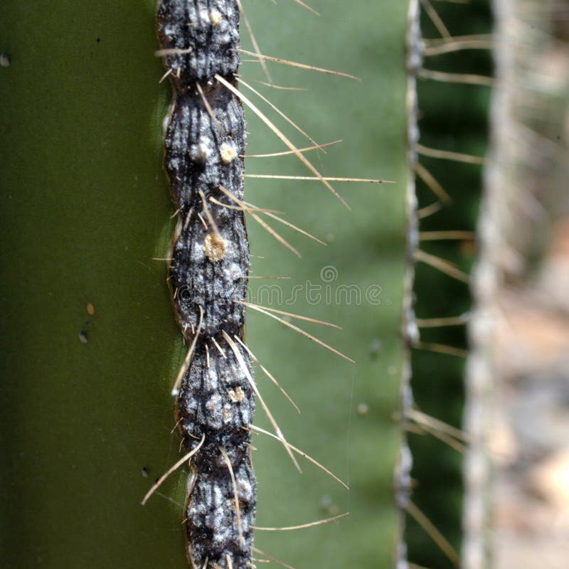 Detail of a cactus thorns stock image. Image of cacti - 107832669