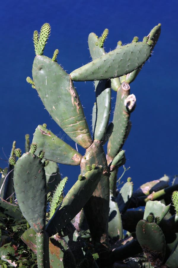 Cactus over the sea stock image. Image of cliff, nature - 14716951