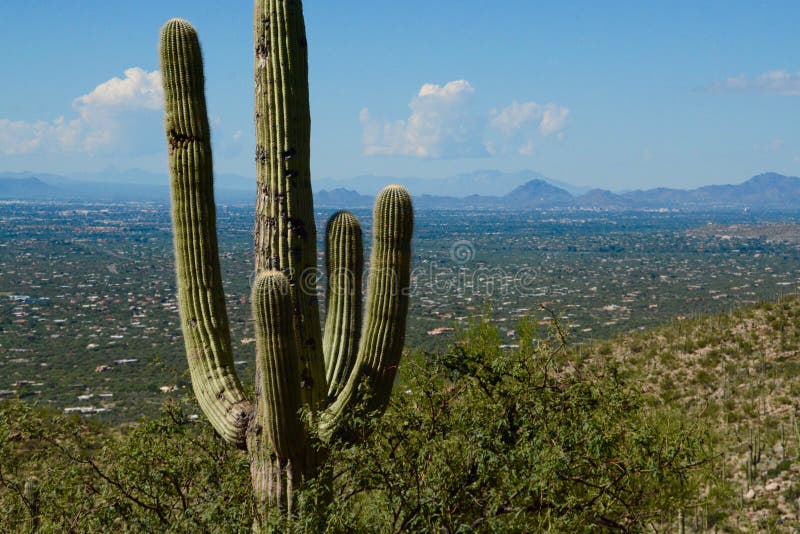 Cactus over Tucson stock photo. Image of desert, succulent - 79837524