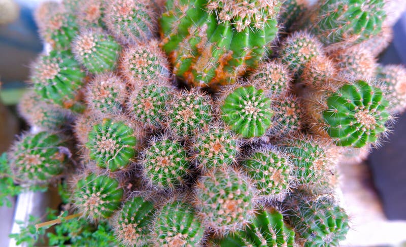 Cactus Ownroot Lening Cluster Type Round Shape Stock Photos - Free ...