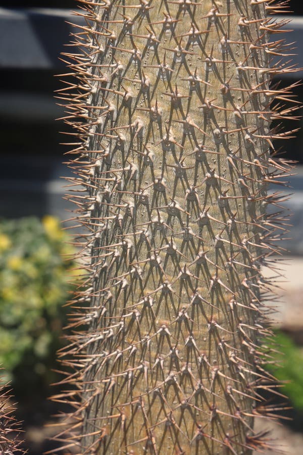 Cactus Pachypodium Lamera, a Prickly Stem with Long Needles, 2 Stock ...