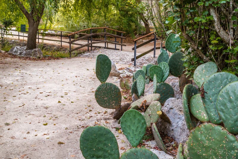 Cactus Paddles Along a Path Stock Image - Image of dirt, cactus: 67331687