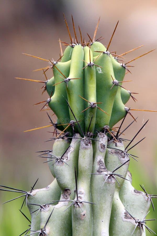 Cactus stock image. Image of blossom, growing, blooming - 31249945