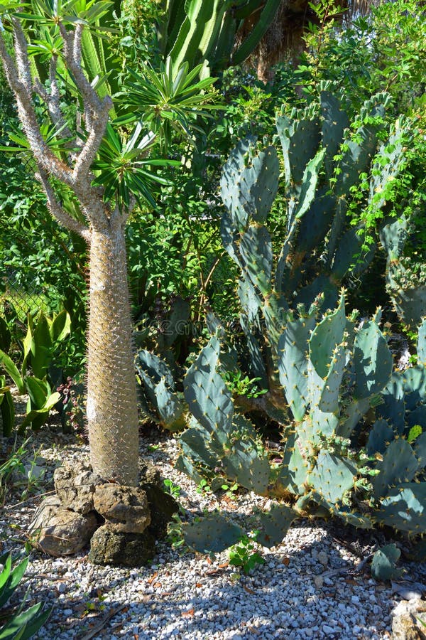 Cactus and Palm Garden stock photo. Image of looking - 46654906