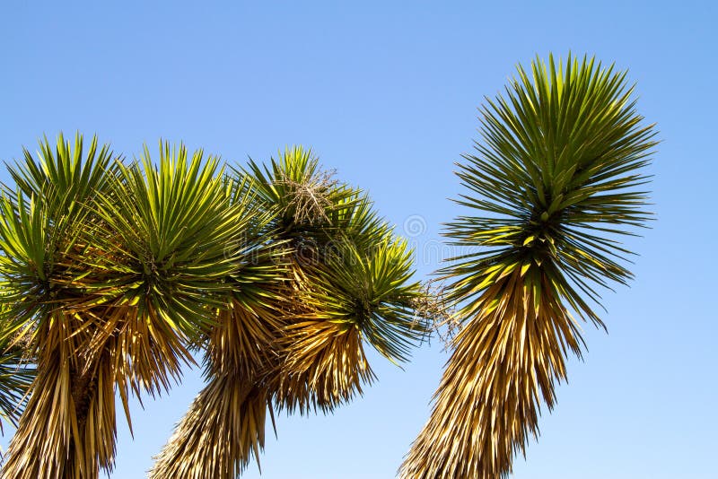 Cactus Palm Leaves stock photo. Image of nature, vegetation - 44264038