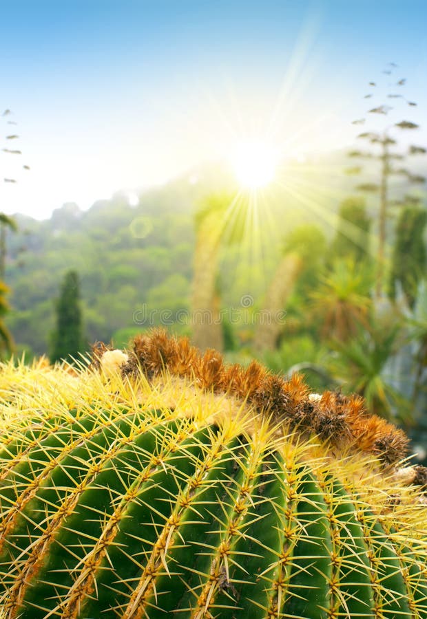 Cactus park stock image. Image of tropical, scenic, botanical - 21296997