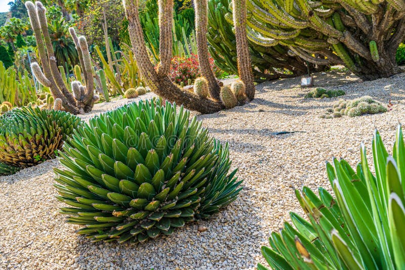 Cactus park in Barcelona stock photo. Image of montjuic - 149621612
