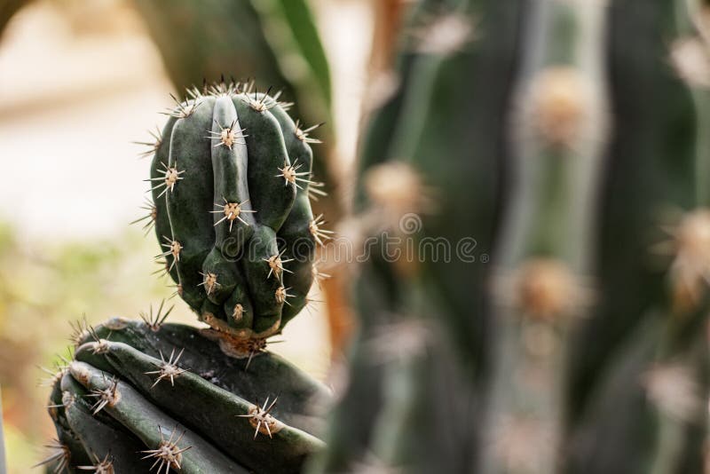 Cactus with Dangerous of Thorns Stock Image - Image of blooming, desert ...