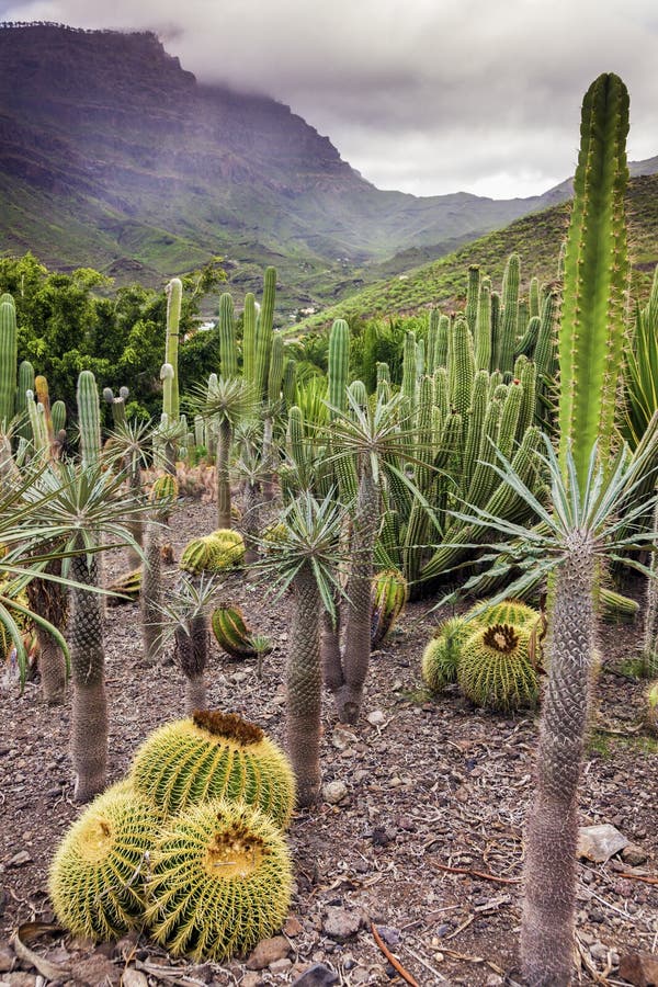 Cactus Park at Montjuic Hill at Barcelona Stock Image - Image of cactus ...