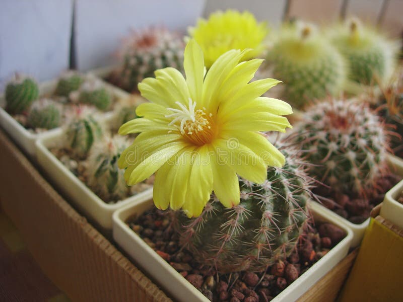 Cactus Parodia Setifera with Yellow Flowers Stock Photo - Image of ...