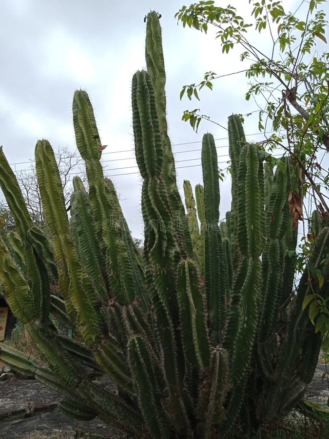 Cactus (pathok) stock photo. Image of leaf, plant, flower - 250913416