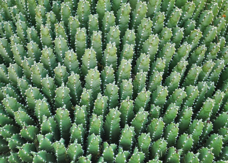 Cactus pattern stock image. Image of green, pattern, prickly - 18981491