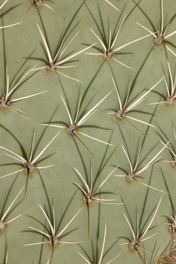 Cactus pattern stock photo. Image of prickly, cactus, saguaro - 345158