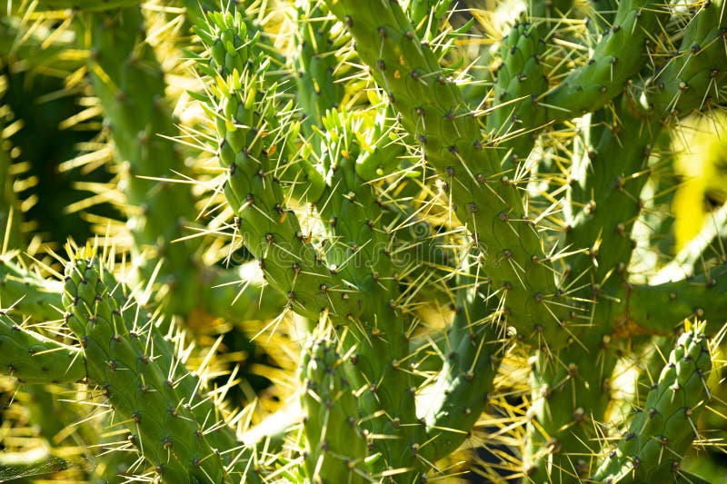 Cactus Pattern. Cactus Background. Cactus or Cacti Plants. Cactus ...
