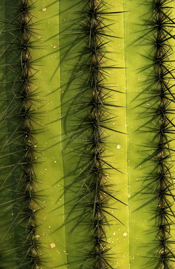 Cactus pattern stock photo. Image of detail, southwest - 202409712