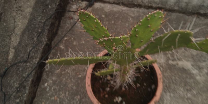 Cactus peace stock photo. Image of nepal, peace, cactus - 115511354