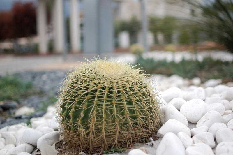 Cactus in peebles stock image. Image of garden, peebles - 95891637