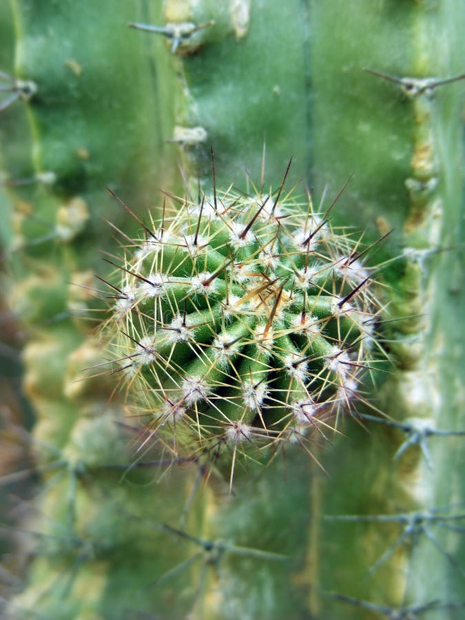 Cactus stock photo. Image of nature, small, plant, thorns - 45050134
