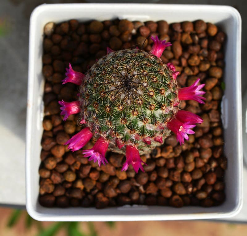 Cactus pink flowers stock image. Image of desert, outdoor - 46939745