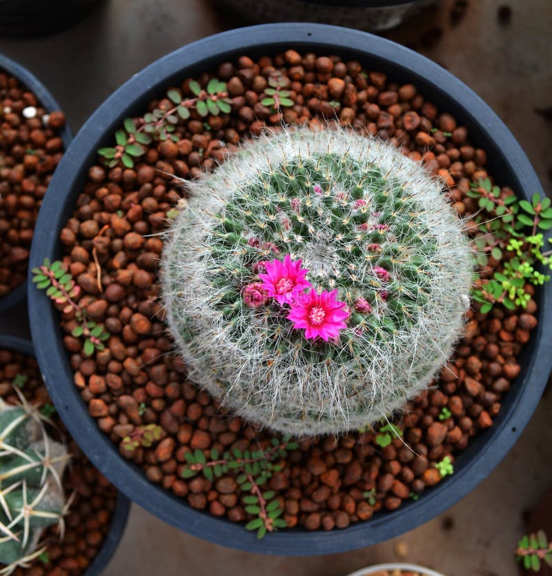 Top view of cactus stock image. Image of flora, objects - 41636937