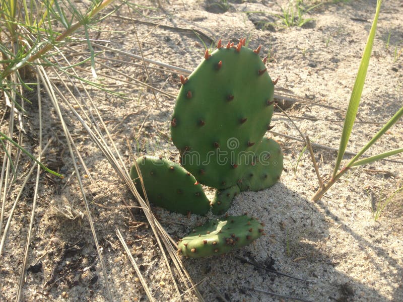 imágenes comunes del Cactus Plano - los derechos de la transferencia ...
