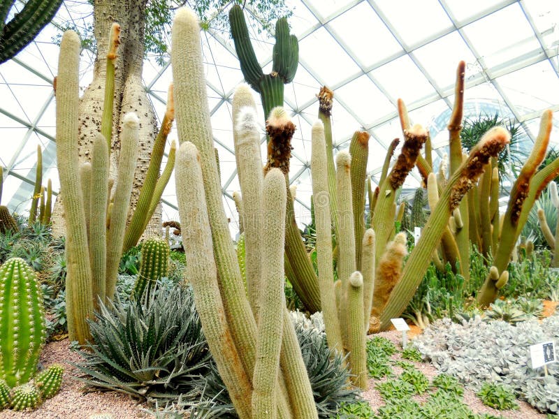 Cactus Plans stock photo. Image of springs, spike, sharp - 51330244