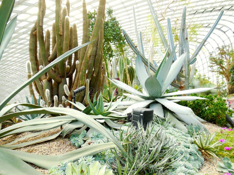 Cactus Plans stock image. Image of plant, golden, oasis - 51330555