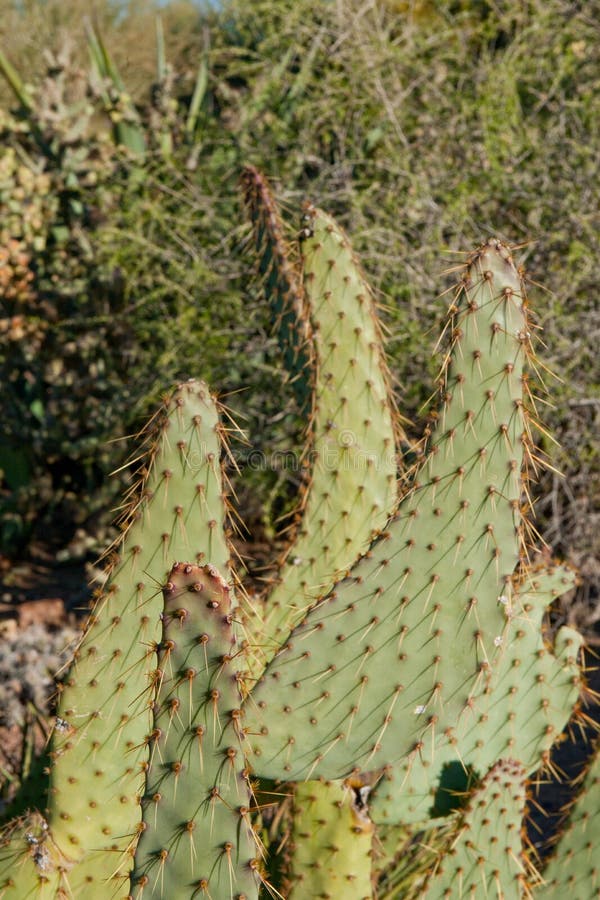 Cactus plant stock photo. Image of pointed, close, flora - 9007200