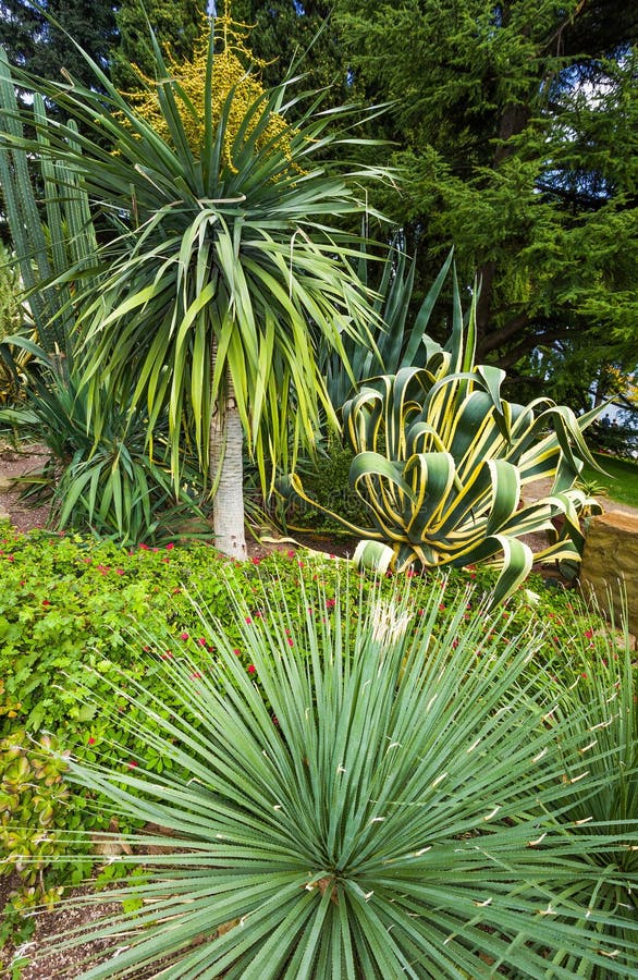 Cactus Plant Agave and Yucca Stock Photo - Image of agave, leaf: 80837030