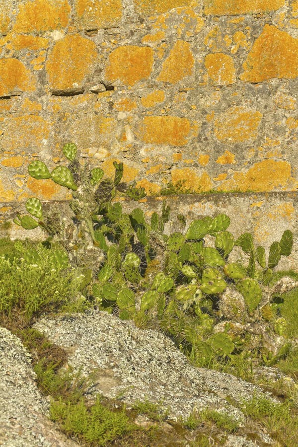 Cactus Plant with Ancient Stone Wall. Stock Image - Image of flags ...
