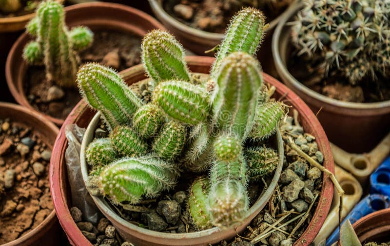 Cactus plant stock photo. Image of itchy, thrones, growing - 74497214