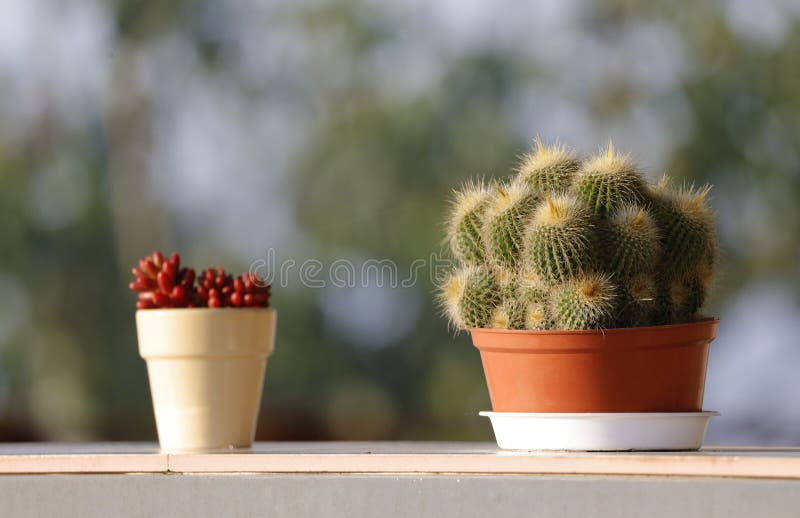 Cactus Plant in Ceramic Pot on Table Stock Image - Image of copy, zero ...