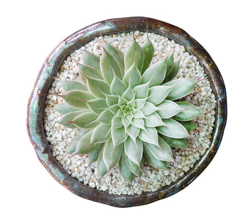 Cactus Plant in Clay Pot Top View Isolated on White Background, Path ...