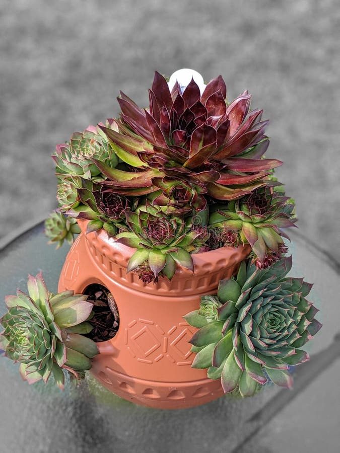 Cactus Plant Color Pop stock image. Image of color, portrait - 150040707