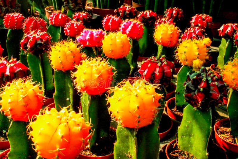 Cactus plant colored stock photo. Image of nature, garden - 91731536