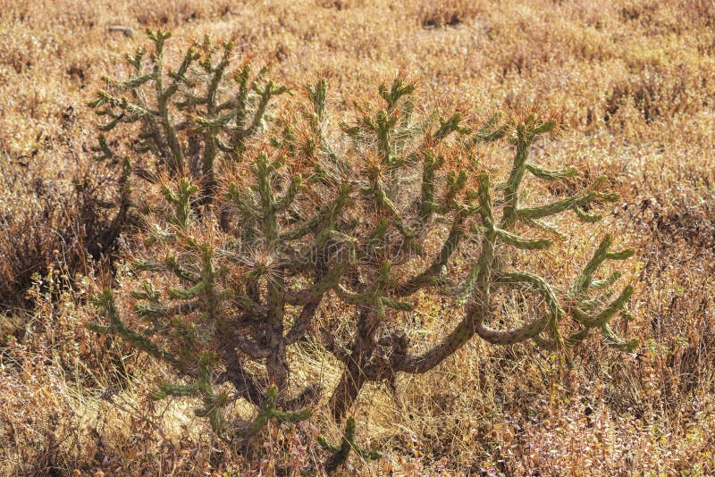 Cactus plant in dry grass stock photo. Image of grass - 144163016