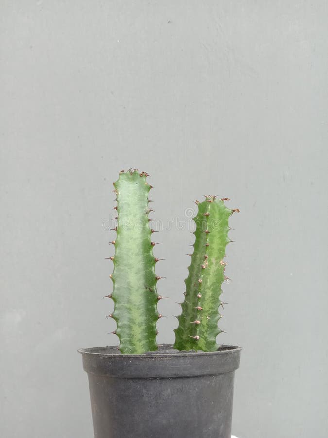 Cactus Plant with the Grey Background Stock Image - Image of thorns ...