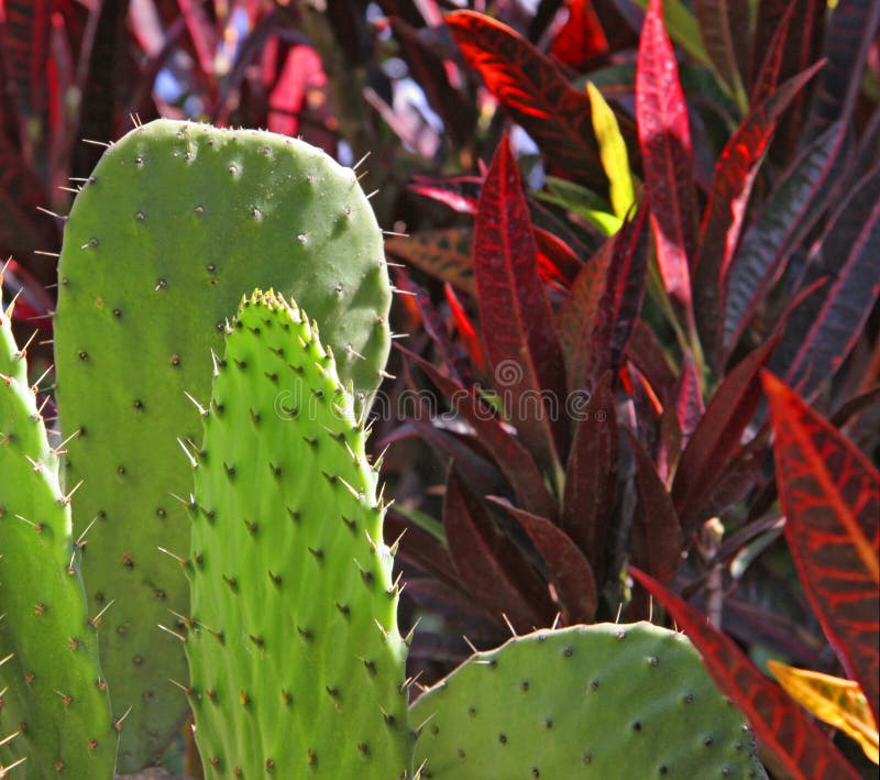 Cactus plant in Guatemala stock photo. Image of garden - 2235944