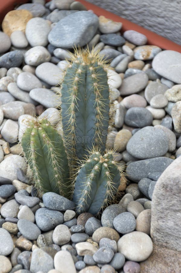 Cactus Plant in Its Growing Pot Stock Image - Image of arizona, leaf ...