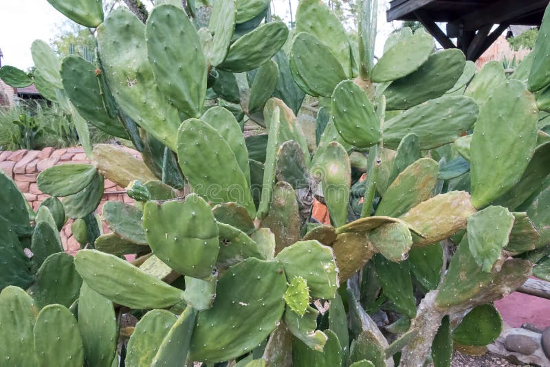 Cactus plant stock photo. Image of abstract, flower, sunset - 82094262