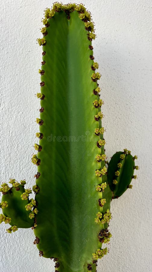 Cactus Plant stock image. Image of nature, grown, growing - 302242087