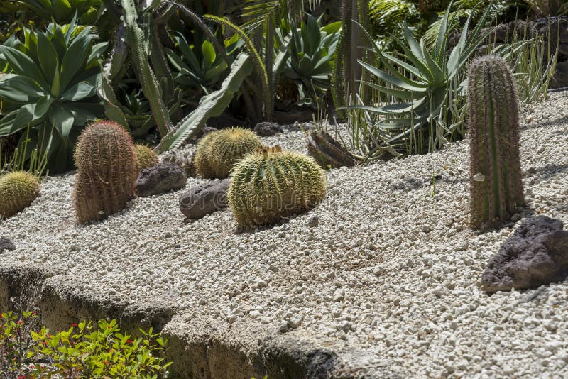 Cactus Plant Leaves Pattern. Green Leaves Stock Photo - Image of ...