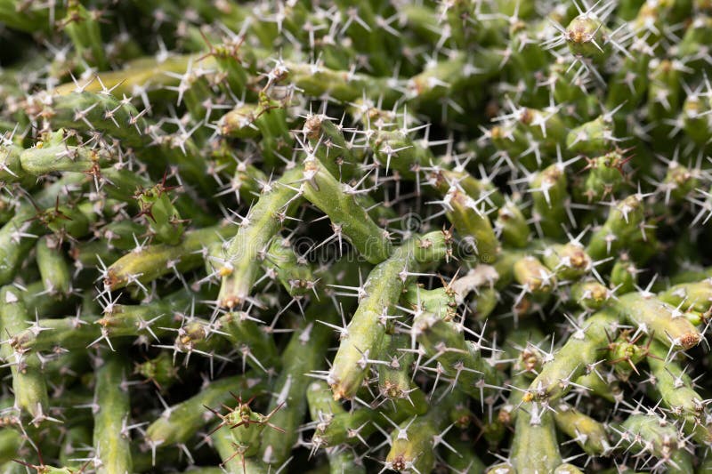 Cactus Plant Leaves Pattern. Green Leaves. Natural Background Stock ...