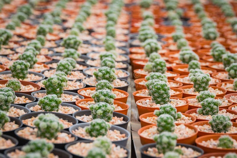 Rodeo show in Texas editorial stock photo. Image of cowgirl - 18098128