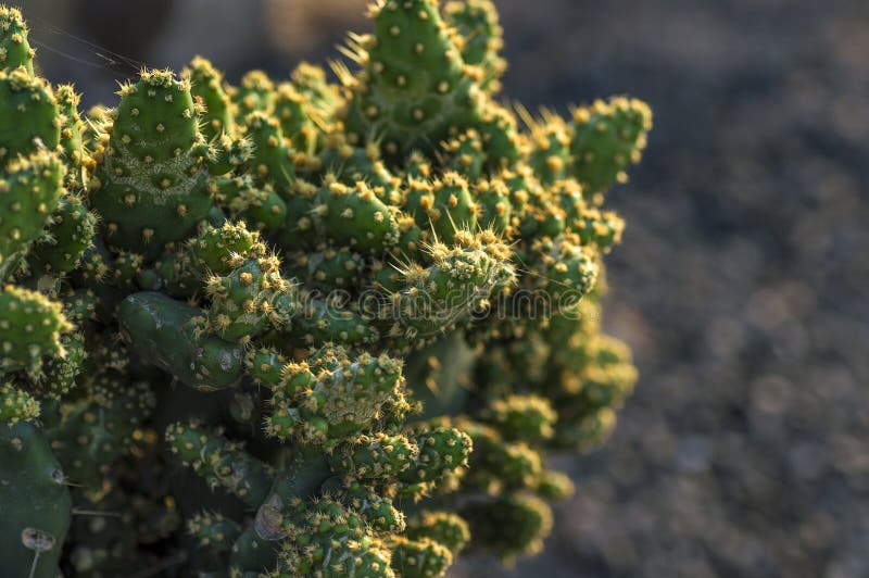 Nivdung Stock Photos - Free & Royalty-Free Stock Photos from Dreamstime