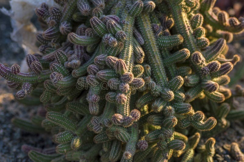 Nivdung Stock Photos - Free & Royalty-Free Stock Photos from Dreamstime