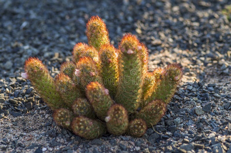 Nivdung Stock Photos - Free & Royalty-Free Stock Photos from Dreamstime